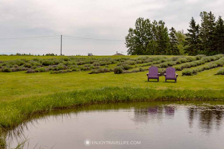 Fields of Lavender: Seafoam Lavender Garden in River John | Nova Scotia
