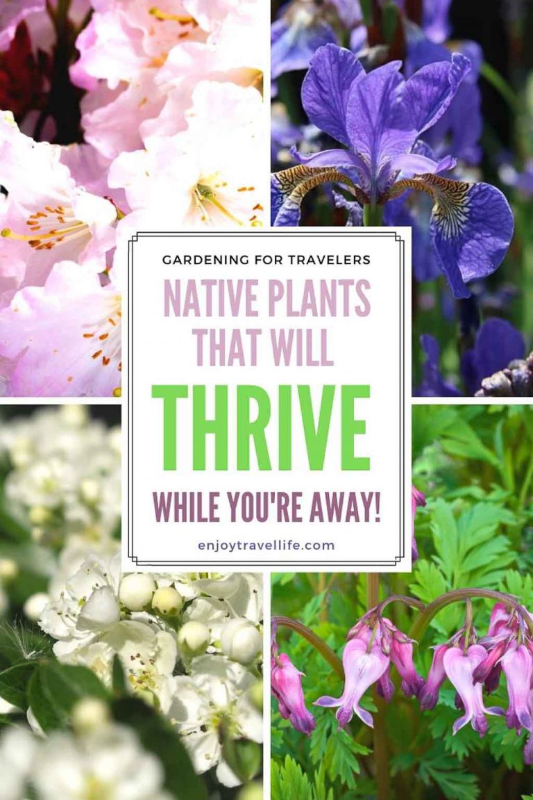 Easy Native Plants That Will Thrive in Your Garden While You’re Away
