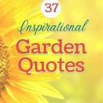 Best Inspirational Garden Quotes To Make You Think