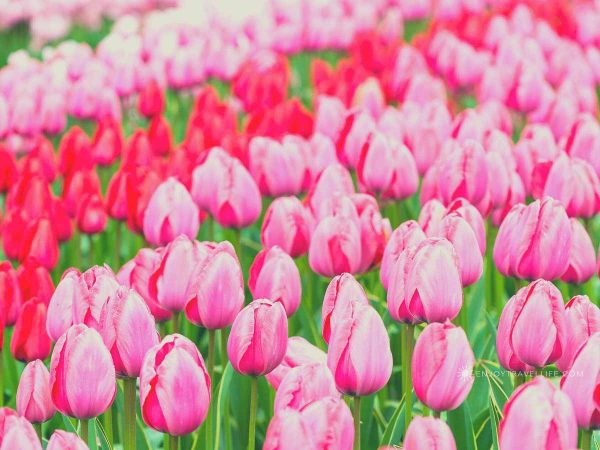 Spring Flowering Bulbs You Can Plant Now (And How to Do It!)