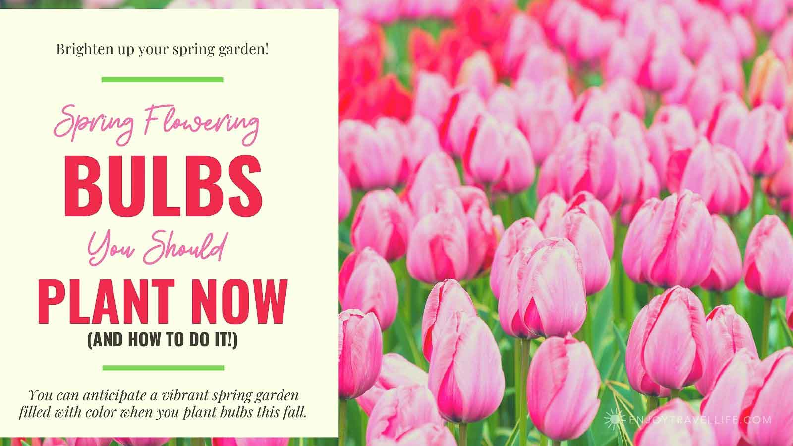 Spring Flowering Bulbs You Can Plant Now (And How to Do It!)