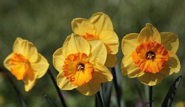 Spring Flowering Bulbs You Can Plant Now (And How to Do It!)