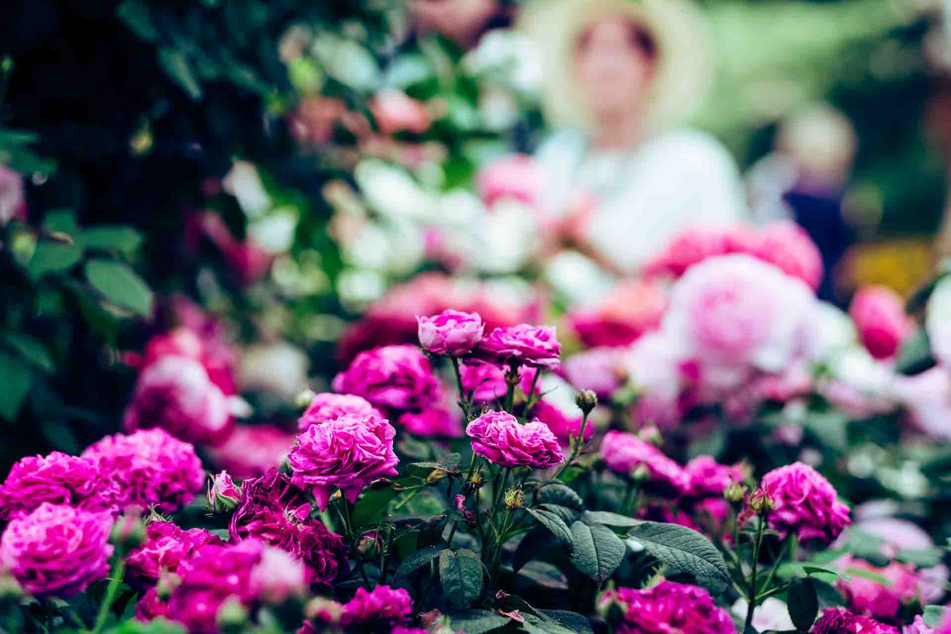Best Inspirational Garden Quotes To Make You Think