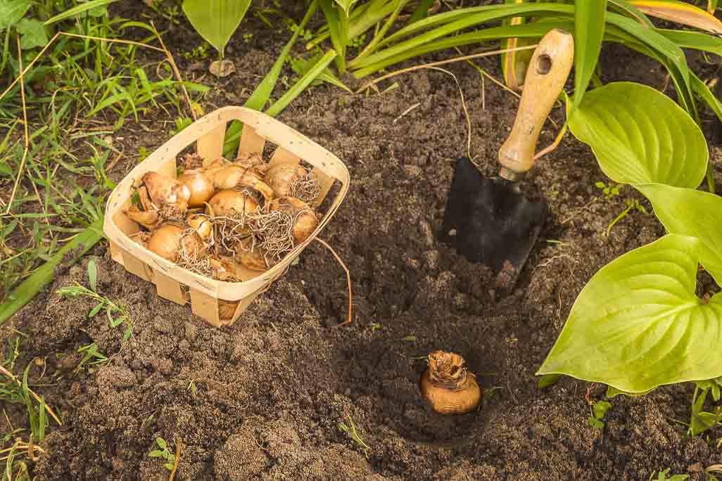 Spring Flowering Bulbs You Can Plant Now (And How to Do It!)