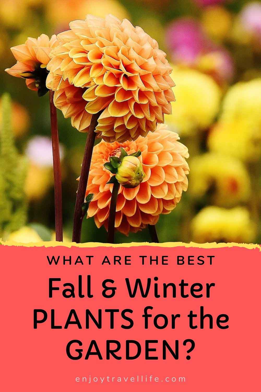 What Are the Best Fall and Winter Plants for the Garden?