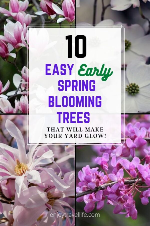 10 Easy, Early Spring Blooming Trees & Vibrant Shrubs!