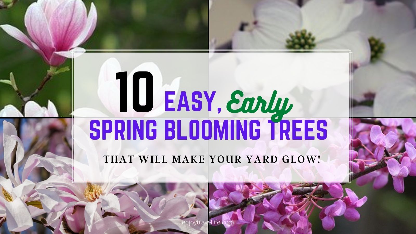 10 Easy, Early Spring Blooming Trees & Vibrant Shrubs!