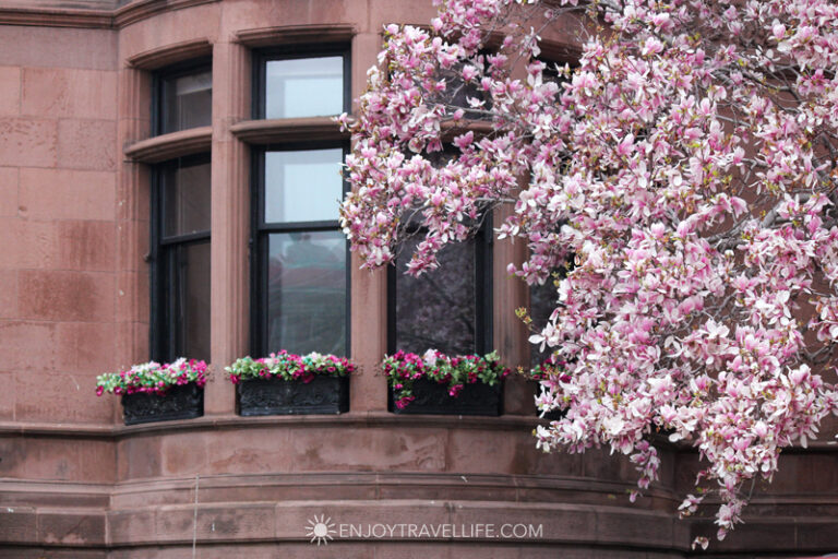 10 Easy, Early Spring Blooming Trees & Vibrant Shrubs!