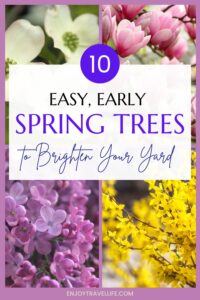 10 Easy, Early Spring Blooming Trees & Vibrant Shrubs!