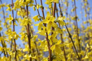 10 Easy, Early Spring Blooming Trees & Vibrant Shrubs!