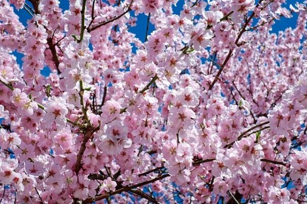 10 Easy, Early Spring Blooming Trees & Vibrant Shrubs!