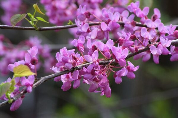 10 Easy, Early Spring Blooming Trees & Vibrant Shrubs!