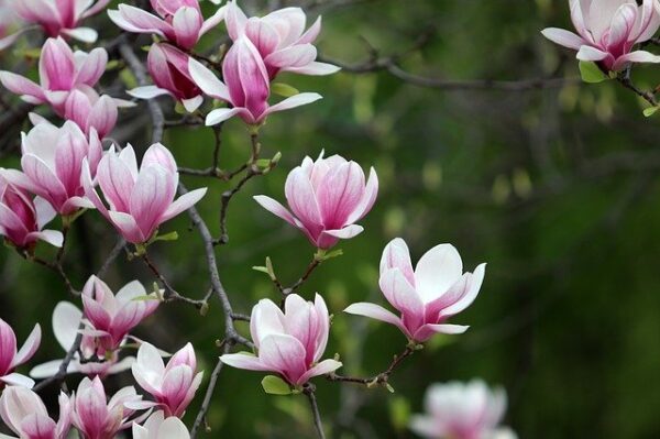 10 Easy, Early Spring Blooming Trees & Vibrant Shrubs!