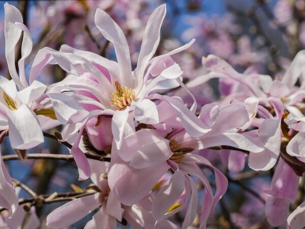 10 Easy, Early Spring Blooming Trees & Vibrant Shrubs!