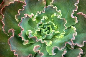 Cat Safe Succulents: Why You Should Choose These Plants for Your Home