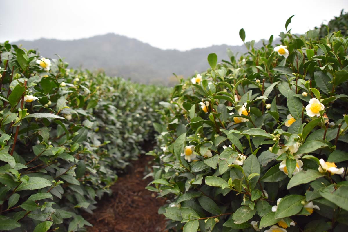 Tea Culture: Which Do You Think is the Best Tea From Around the World?