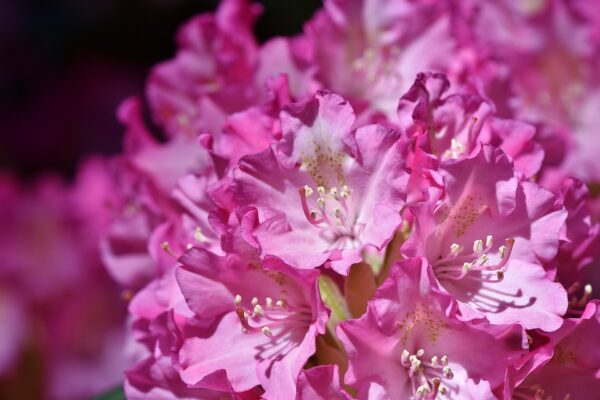 21 Easy-Care Rhododendron Varieties That Will Beautify Your Yard