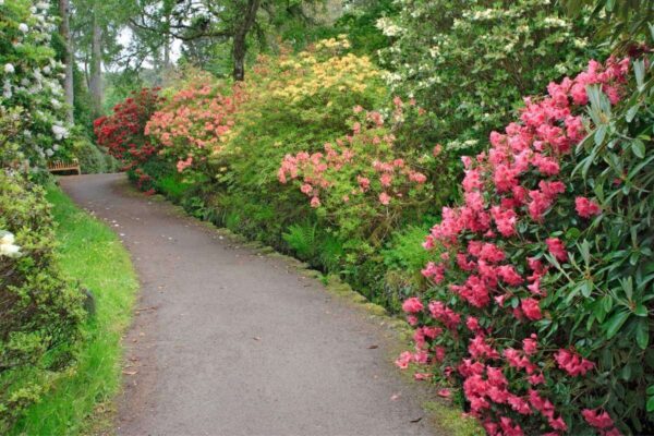 21 Easy-Care Rhododendron Varieties That Will Beautify Your Yard