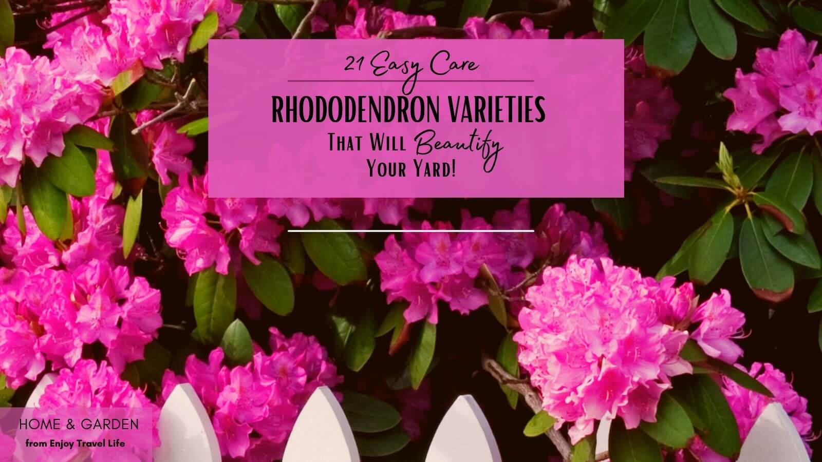 21 Easy-Care Rhododendron Varieties That Will Beautify Your Yard
