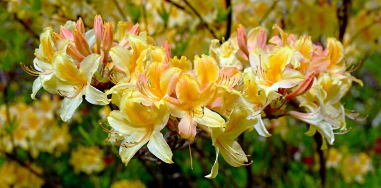 21 Easy-Care Rhododendron Varieties That Will Beautify Your Yard