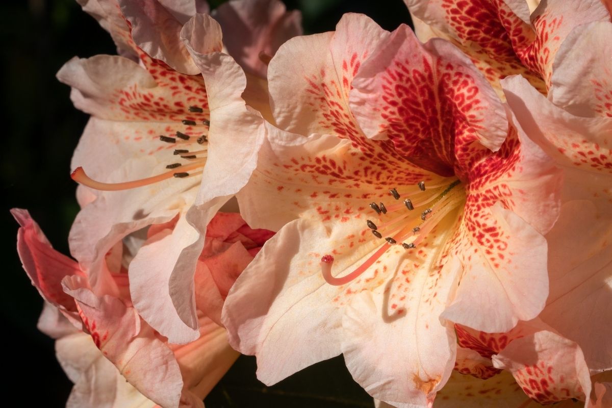 21 Easy-Care Rhododendron Varieties That Will Beautify Your Yard