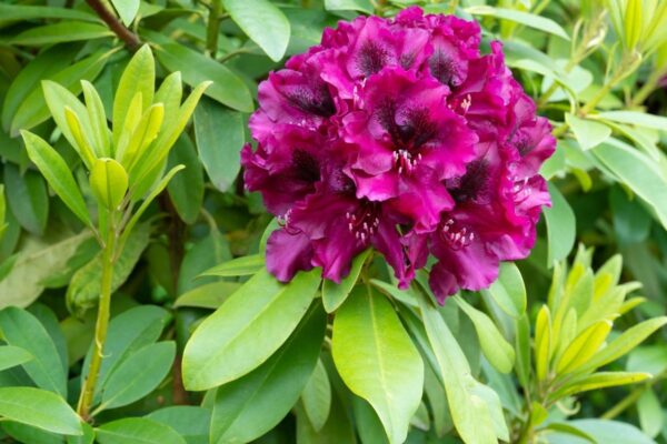 21 Easy-Care Rhododendron Varieties That Will Beautify Your Yard