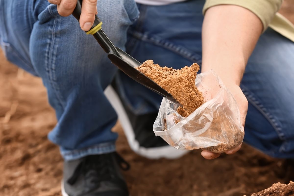 Taking Care of Trees: How to Keep Your Beautiful Trees Healthy