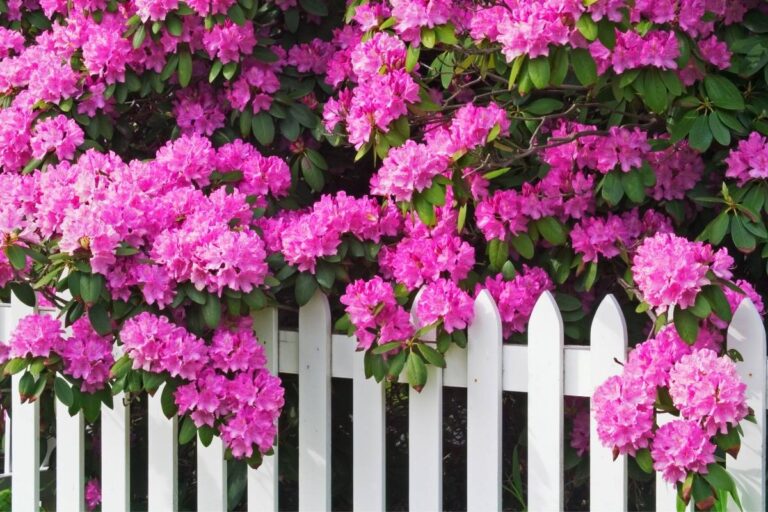 21 Easy-Care Rhododendron Varieties That Will Beautify Your Yard