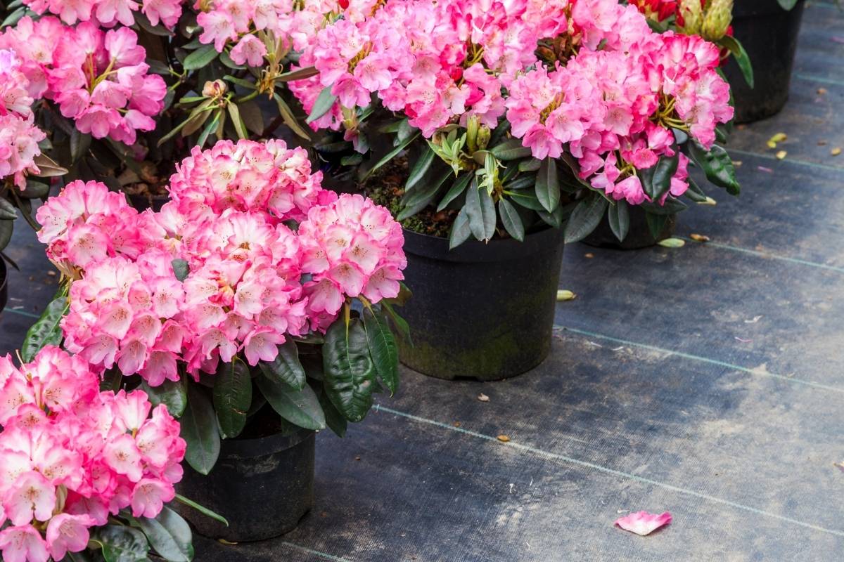 21 Easy-Care Rhododendron Varieties That Will Beautify Your Yard