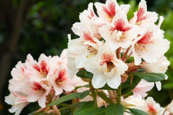 21 Easy-Care Rhododendron Varieties That Will Beautify Your Yard