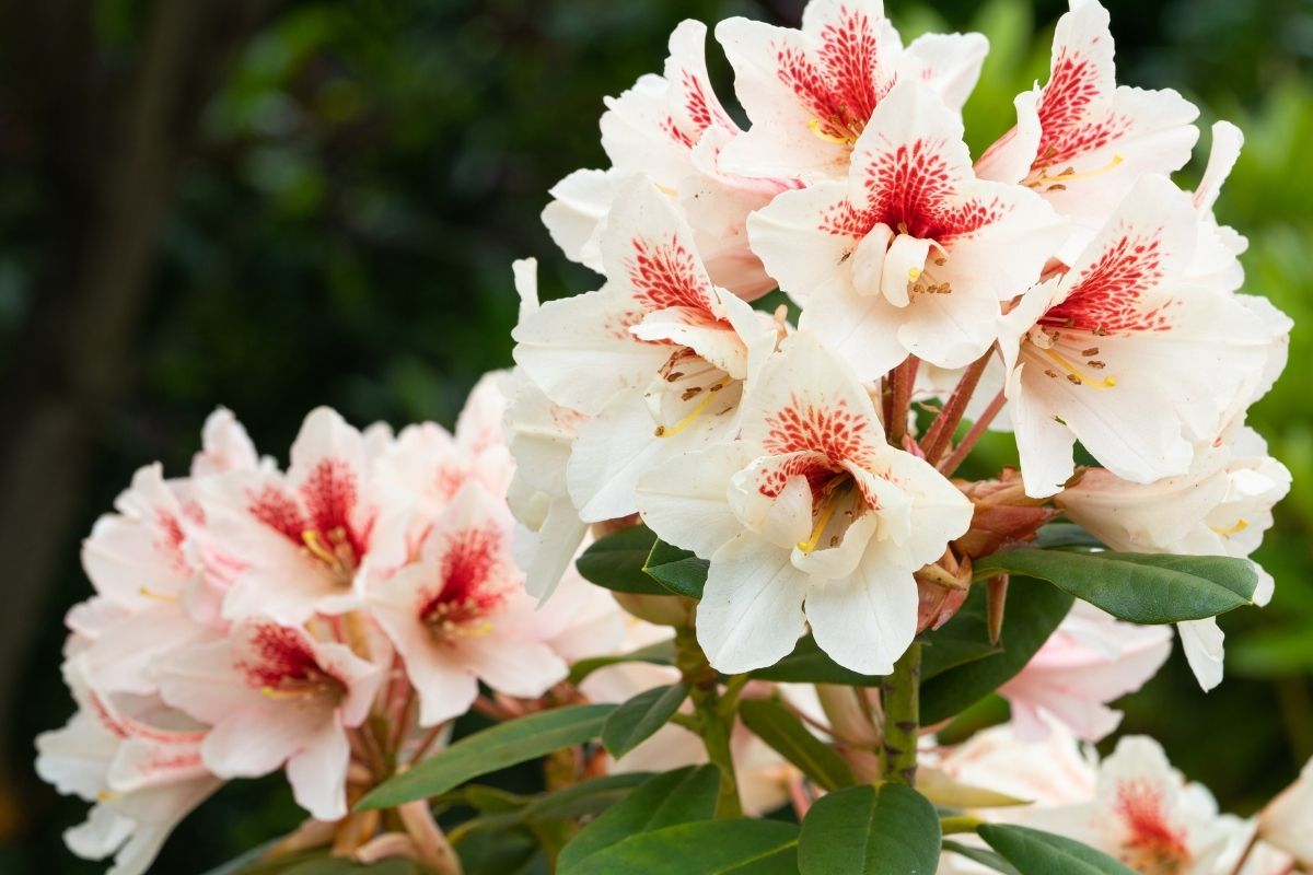 21 Easy-Care Rhododendron Varieties That Will Beautify Your Yard