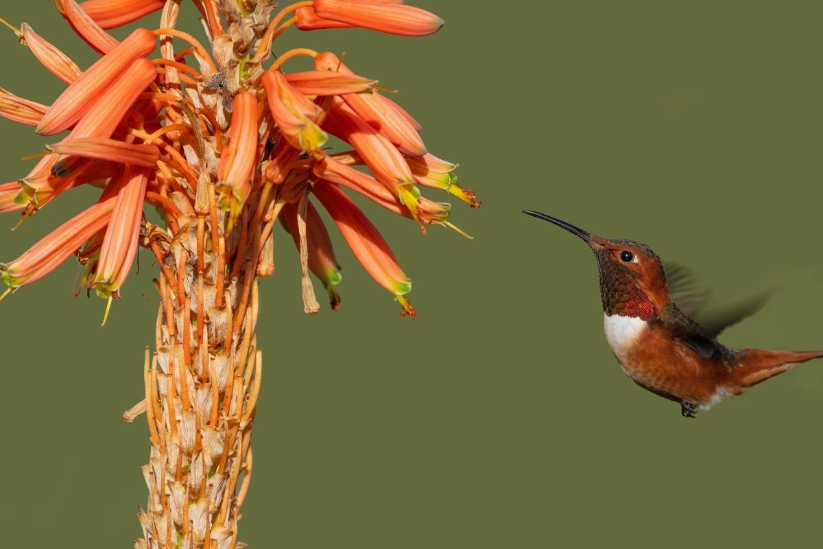 Easy Birding Tips: How to Attract Hummingbirds in New England