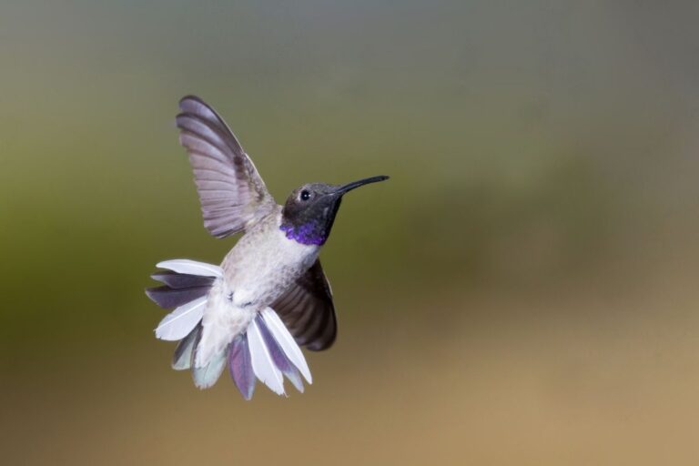 Easy Birding Tips: How to Attract Hummingbirds in New England