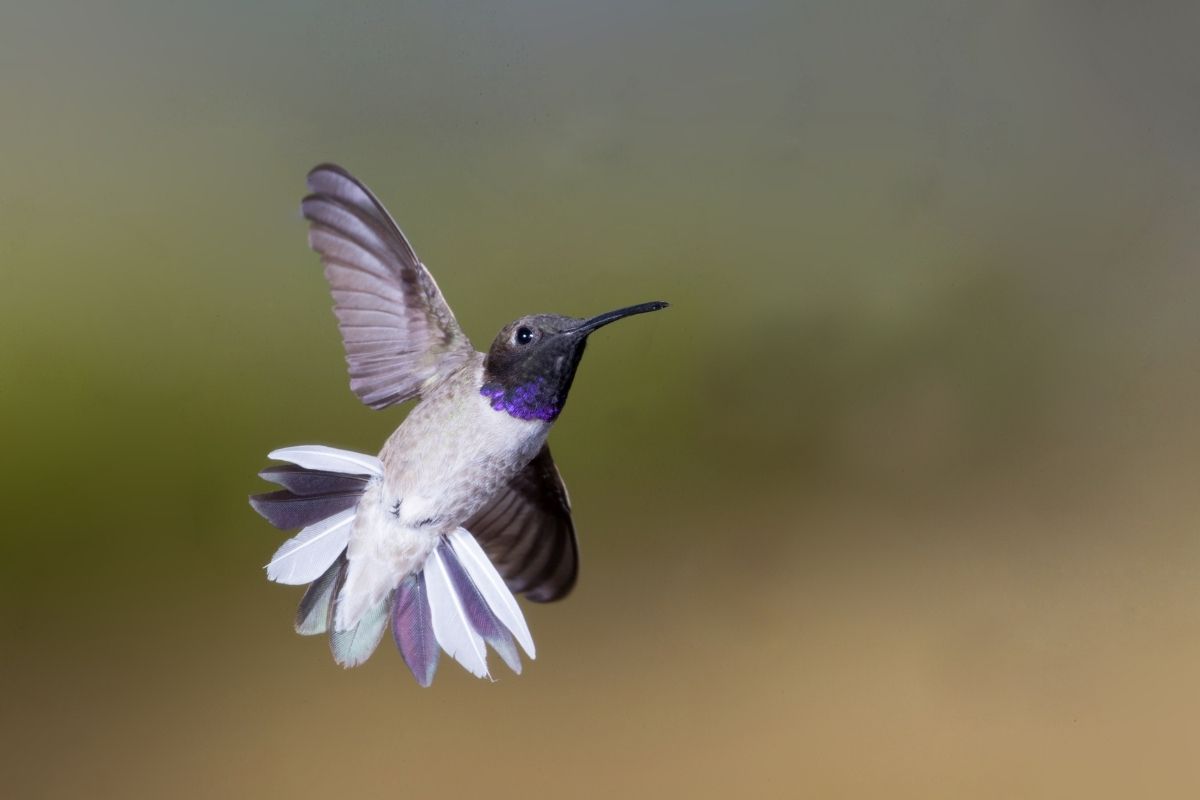 Easy Birding Tips: How to Attract Hummingbirds in New England