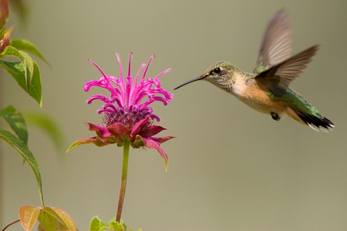 Easy Birding Tips: How to Attract Hummingbirds in New England