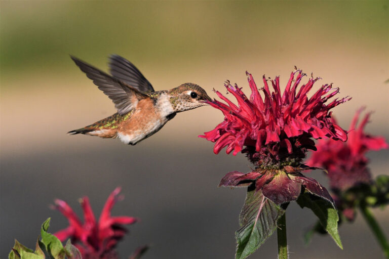 Easy Birding Tips: How to Attract Hummingbirds in New England
