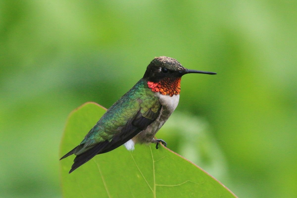 Easy Birding Tips: How to Attract Hummingbirds in New England