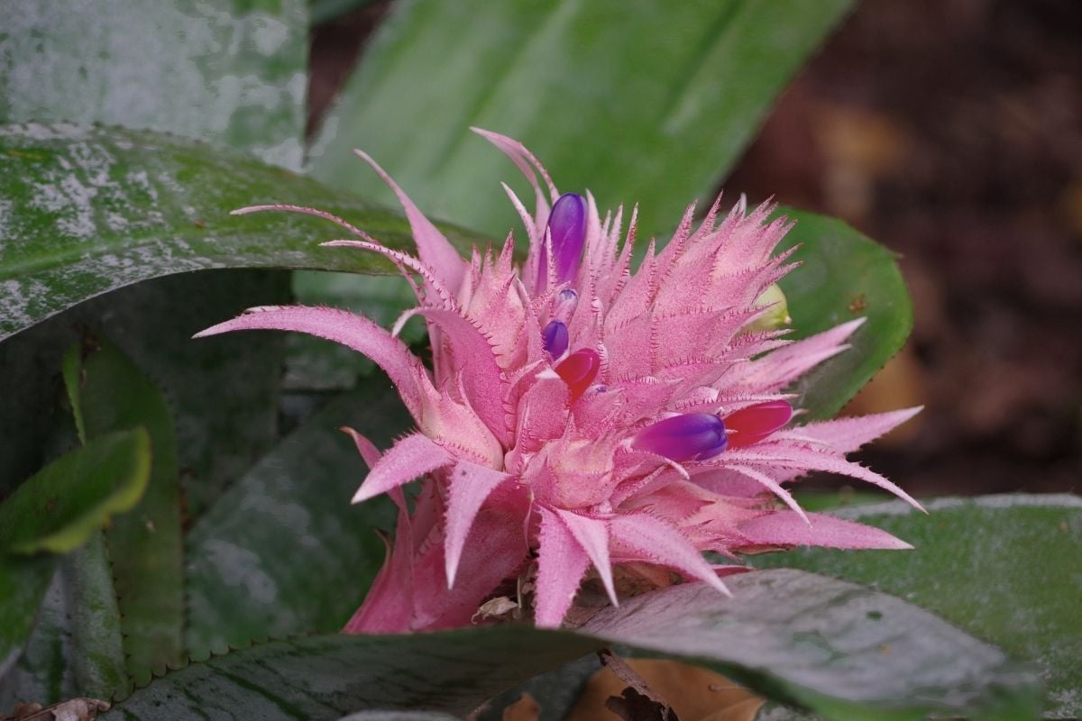 9 Most Beautiful Peruvian Plants and Striking Flowers in Peru