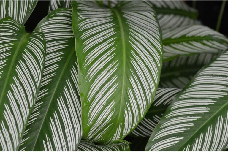 9 Most Beautiful Peruvian Plants and Striking Flowers in Peru