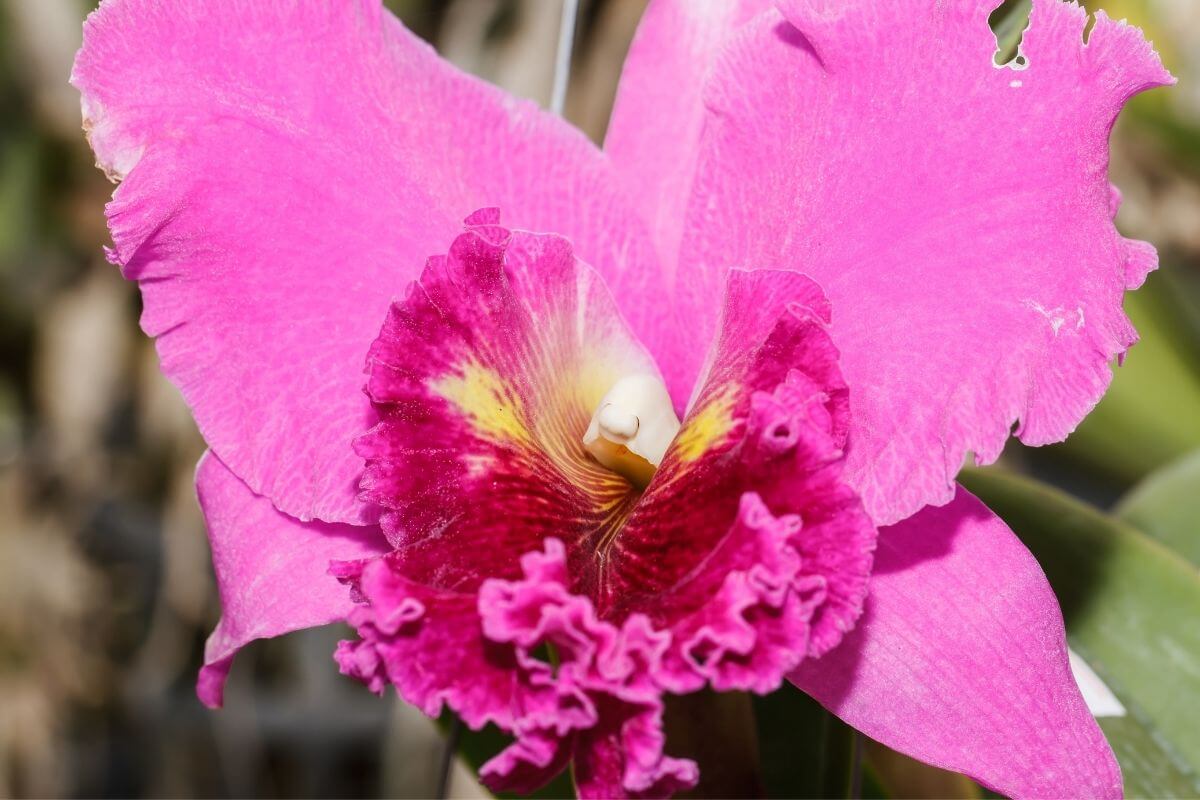 9 Most Beautiful Peruvian Plants and Striking Flowers in Peru