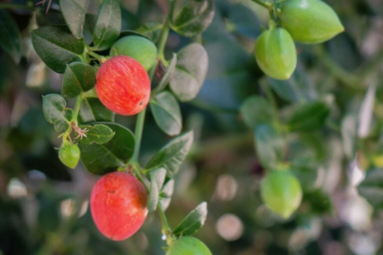 9 Most Beautiful Peruvian Plants and Striking Flowers in Peru