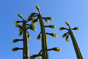 9 Most Beautiful Peruvian Plants and Striking Flowers in Peru