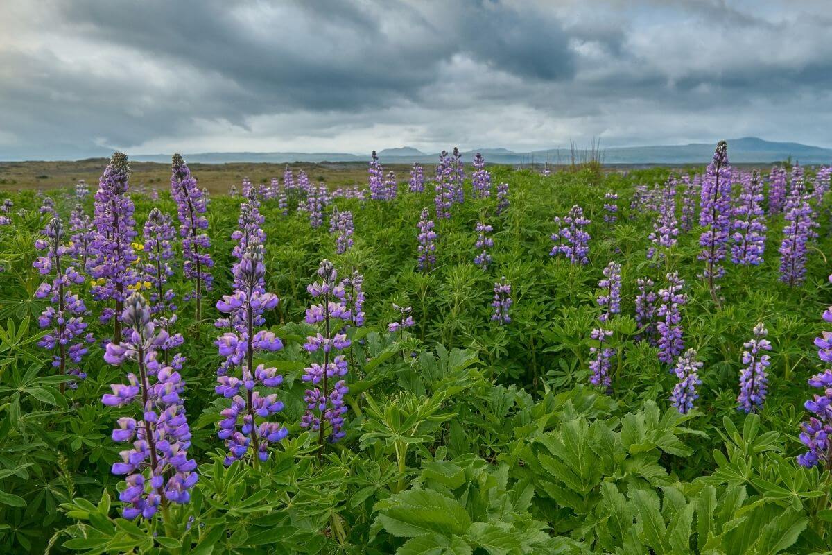 9 Most Beautiful Peruvian Plants and Striking Flowers in Peru