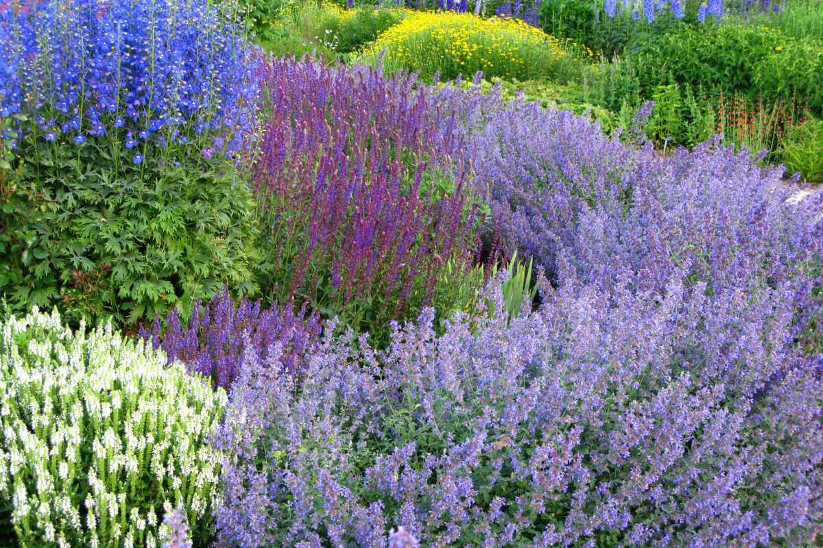 13 Easy Summer Gardening Tips for a Vibrant Home Garden