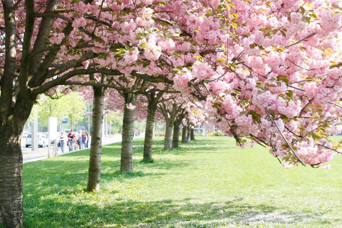 Spring in Boston: 19 Beautiful Botanical Gardens and Garden Spaces!