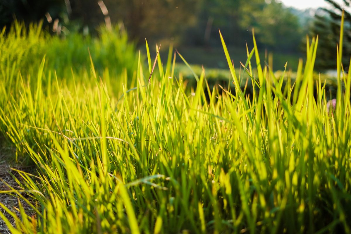 5 Drought Tolerant Lawn Alternatives For A Better Yard