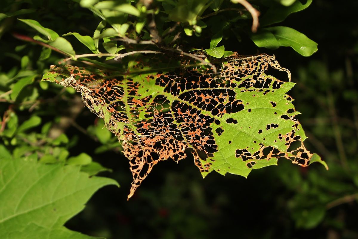 Gardening: 10 Beneficial And Harmful Insects You Should Know