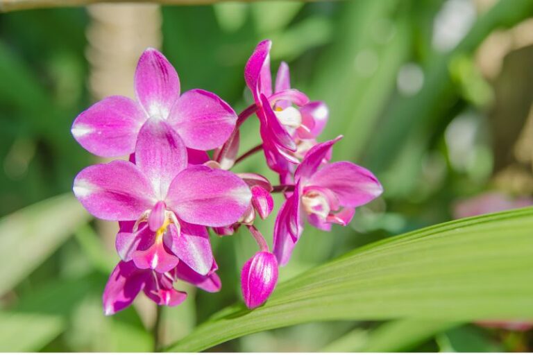 Tanzania's "Garden of The Gods" in Kitulo National Park