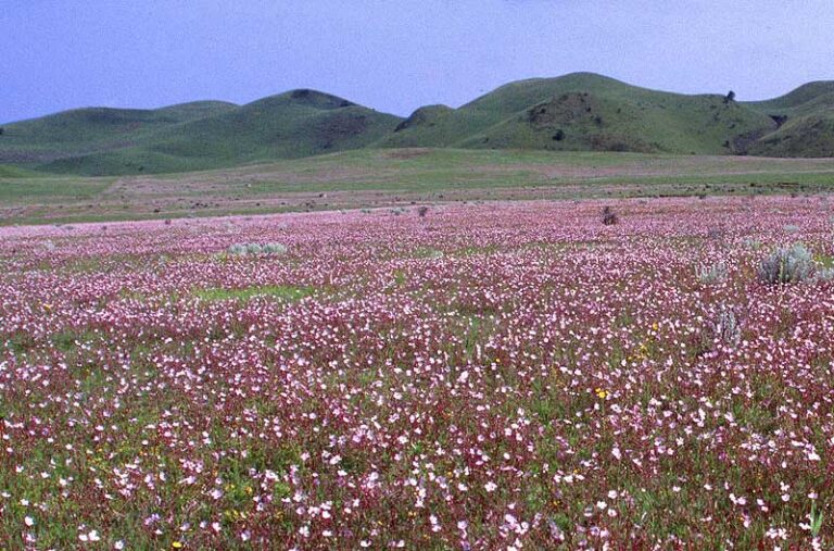 Tanzania's "Garden of The Gods" in Kitulo National Park