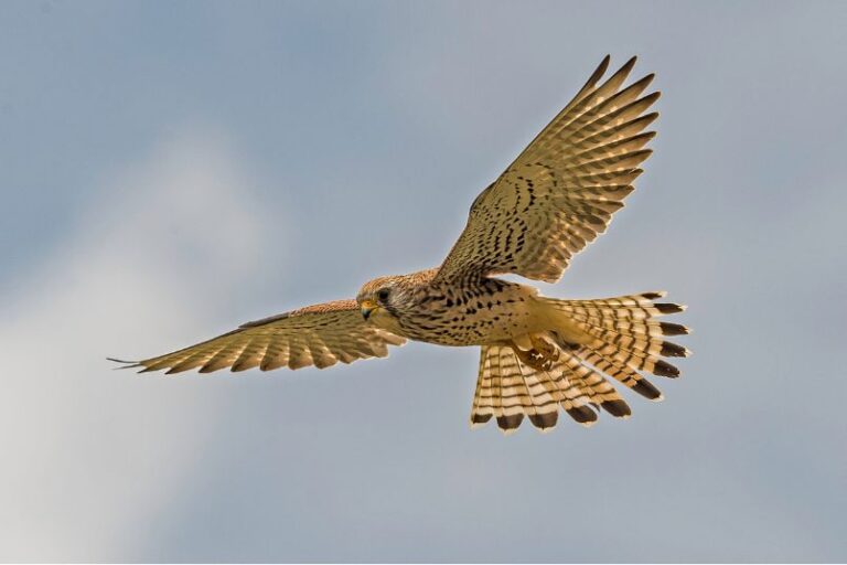 Tanzania's "Garden of The Gods" in Kitulo National Park
